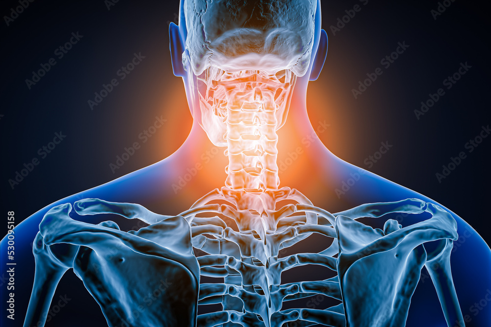 Posterior or back view of human spine or spinal column with ...