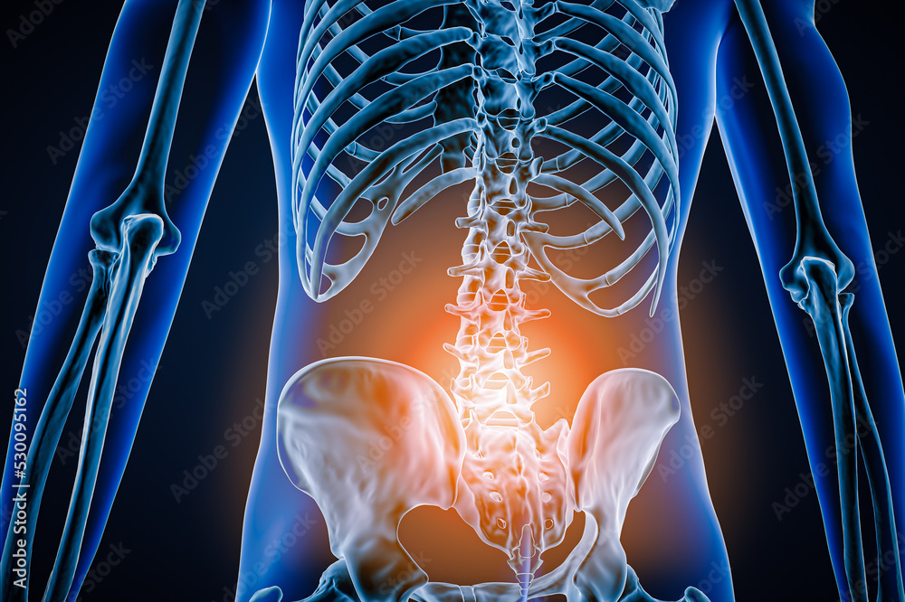Posterior or back view of human spine or spinal column with ...