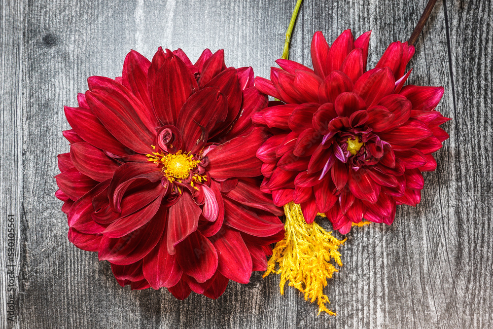 Two red dahlia flower heads of varying sizes, placed on a wood ...