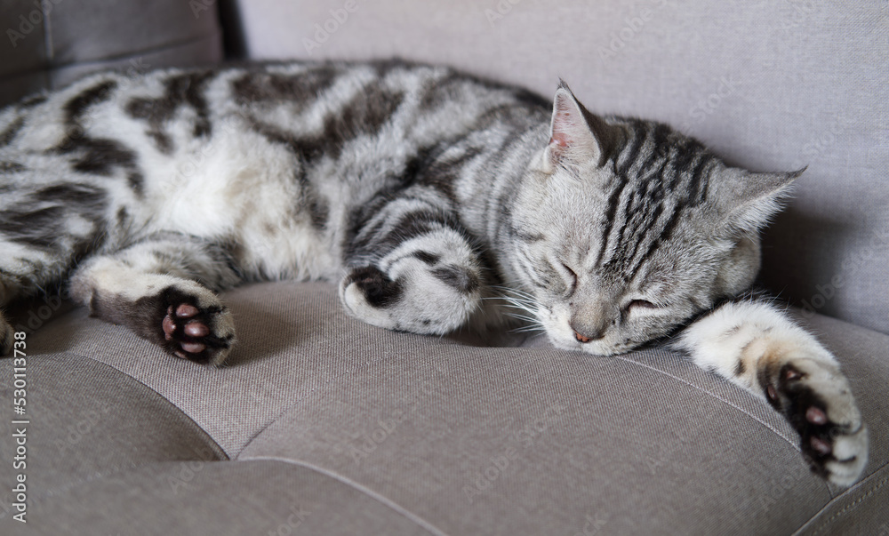 Cat sleep calm and relax on cloth sofa gray color, American shorthair ...
