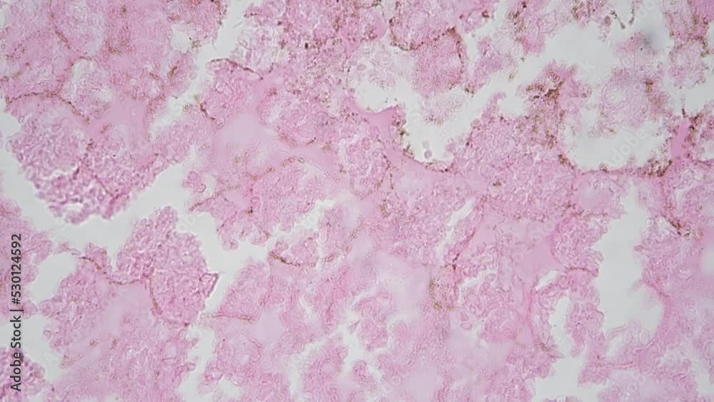 Simple-cell of egg of frog filmed in static under microscope with 400x ...