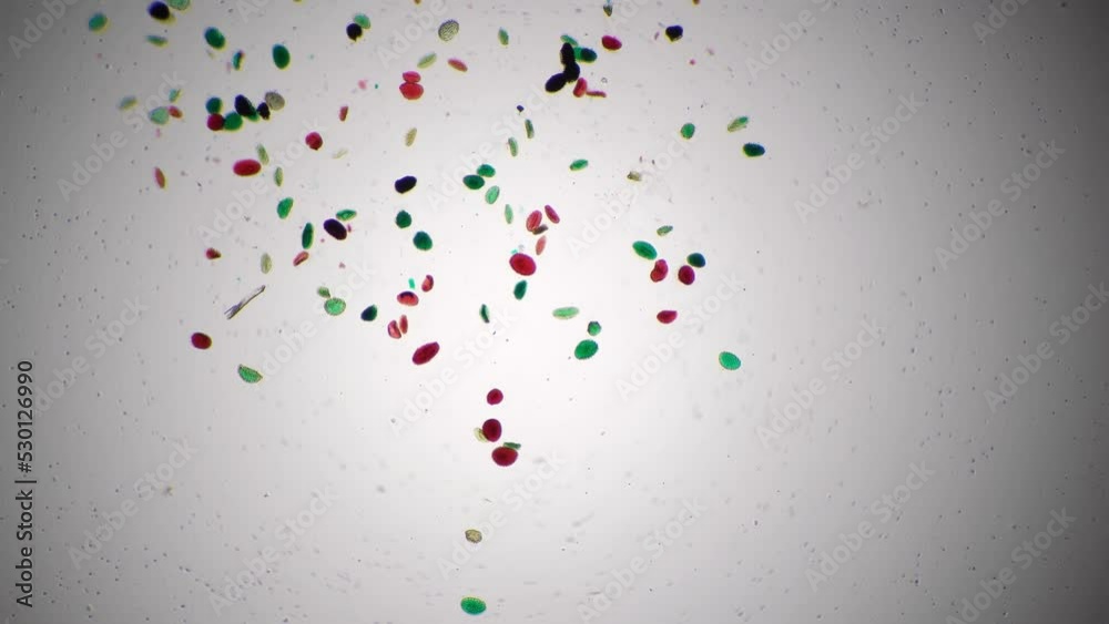 Pollen germination whole mount microscopic image filmed with 40 times ...