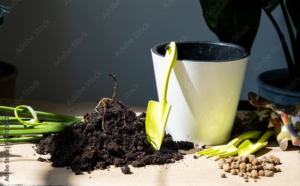An earthen lump of a potted plant with healthy roots. Transplanting and ...