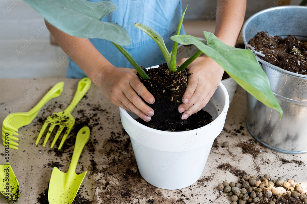 Girl transplants a potted houseplant philodendron into a new soil with ...