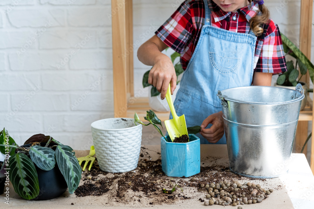 Girl transplants a potted houseplant philodendron into a new soil with ...