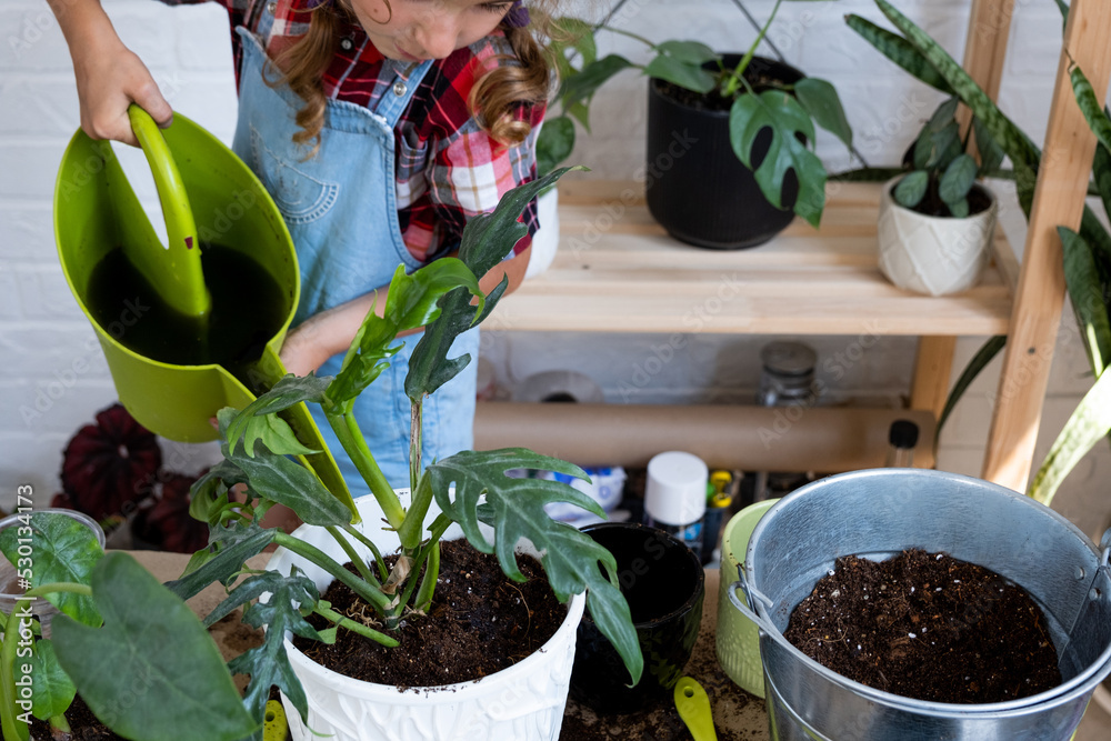 Girl transplants a potted houseplant philodendron into a new soil with ...