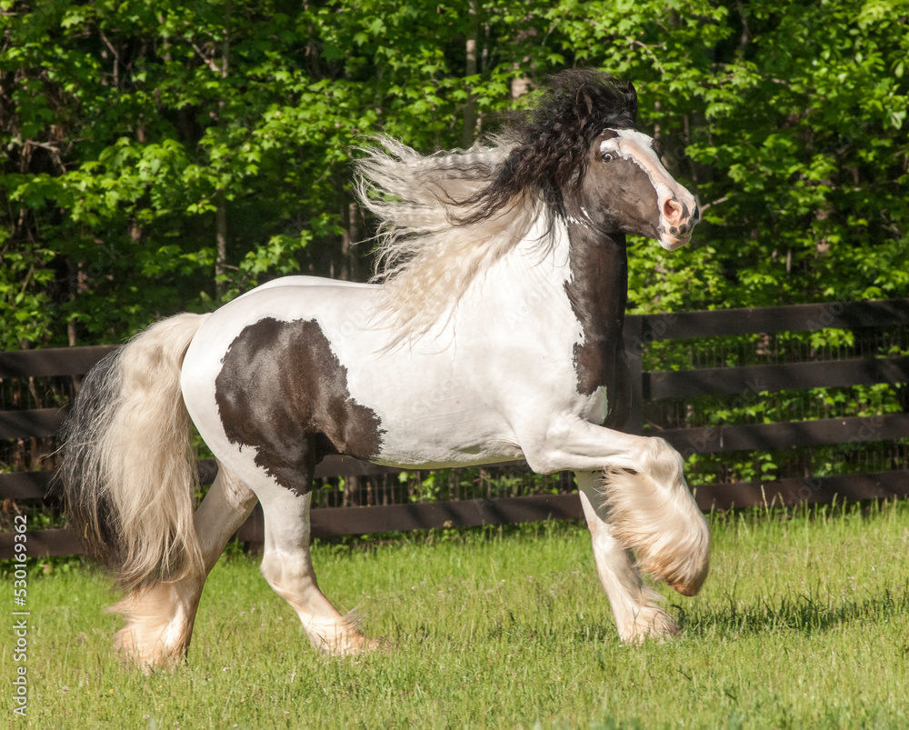 Photo & Art Print Gypsy Vanner Horse stallion canters across grass ...