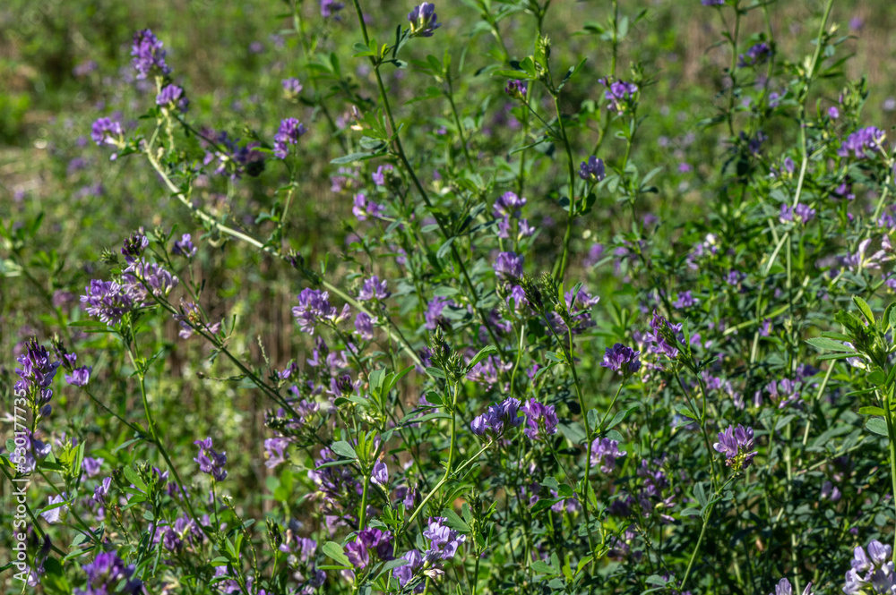 Medicago sativa - Alfalfa - Luzerne cultivée Stock Photo | Adobe Stock