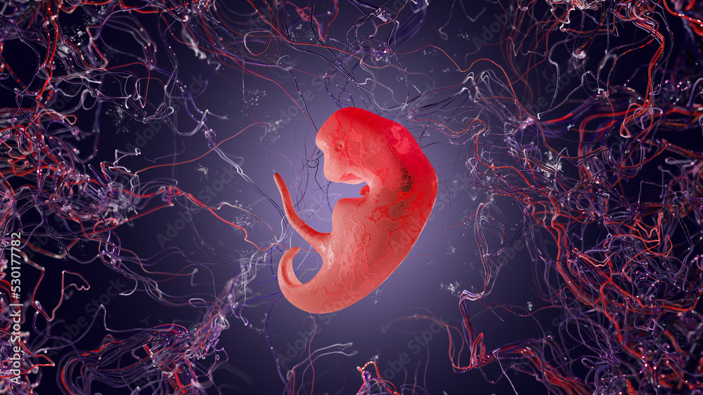 Human embryo in the womb. Human embryo on the background of veins and ...