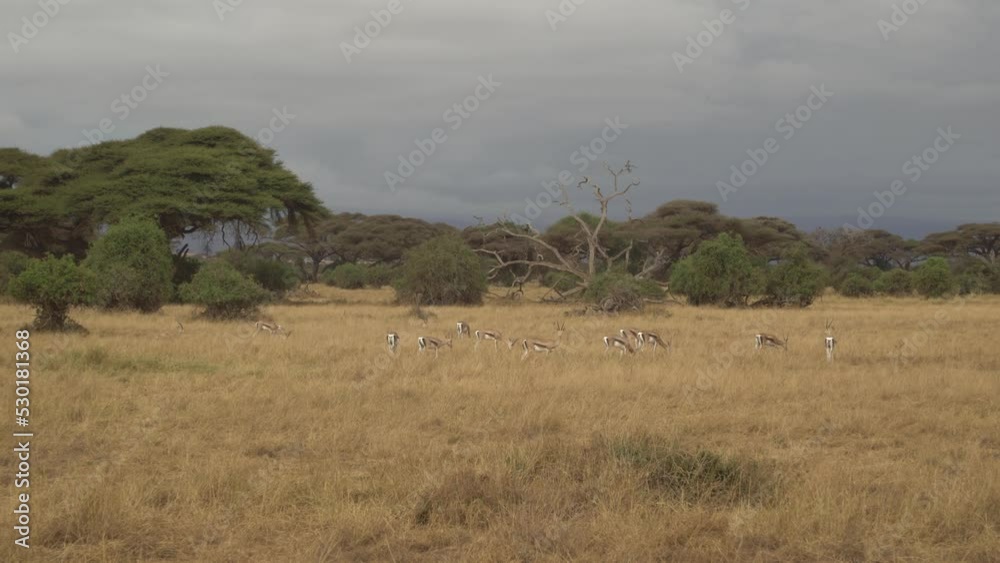 Thomson's Gazelles Amboseli National Park Kenya Stock Video | Adobe Stock