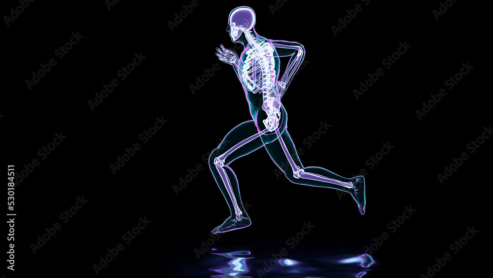skeleton system of running man, bone Anatomy while run, human physical ...