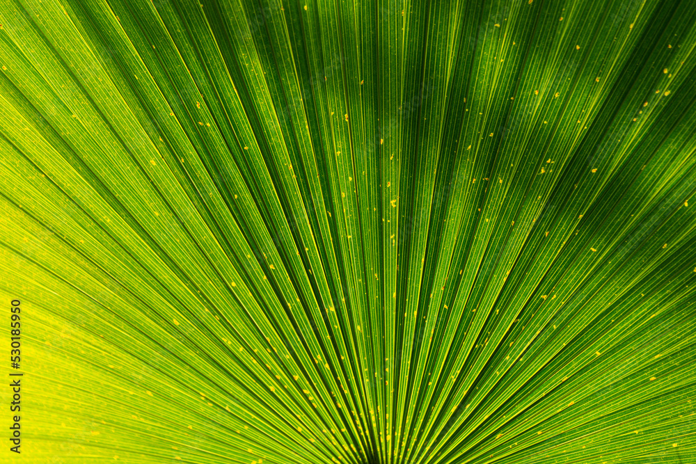 Fan Palm leaf in the garden. Exotic green tropical Saribus ...