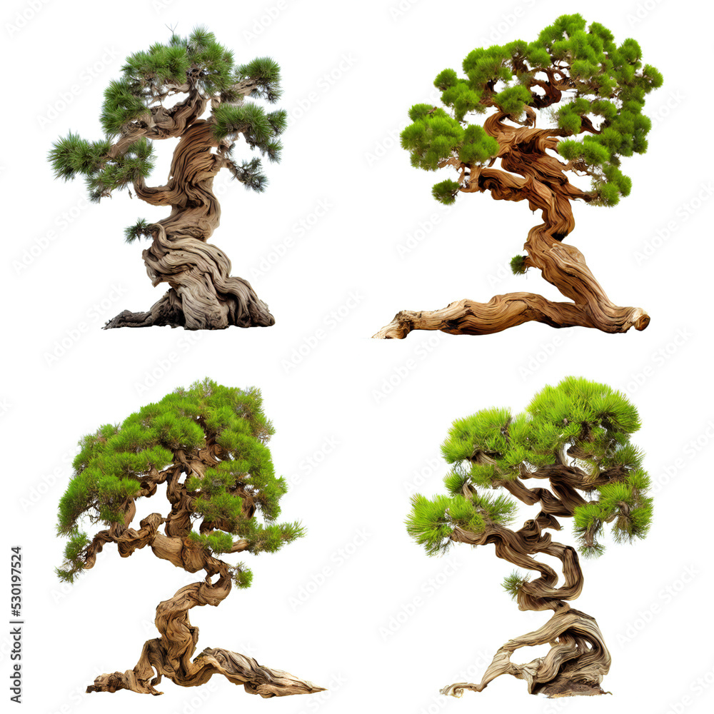 juniper trees, old and twisted California juniper shrub Stock ...