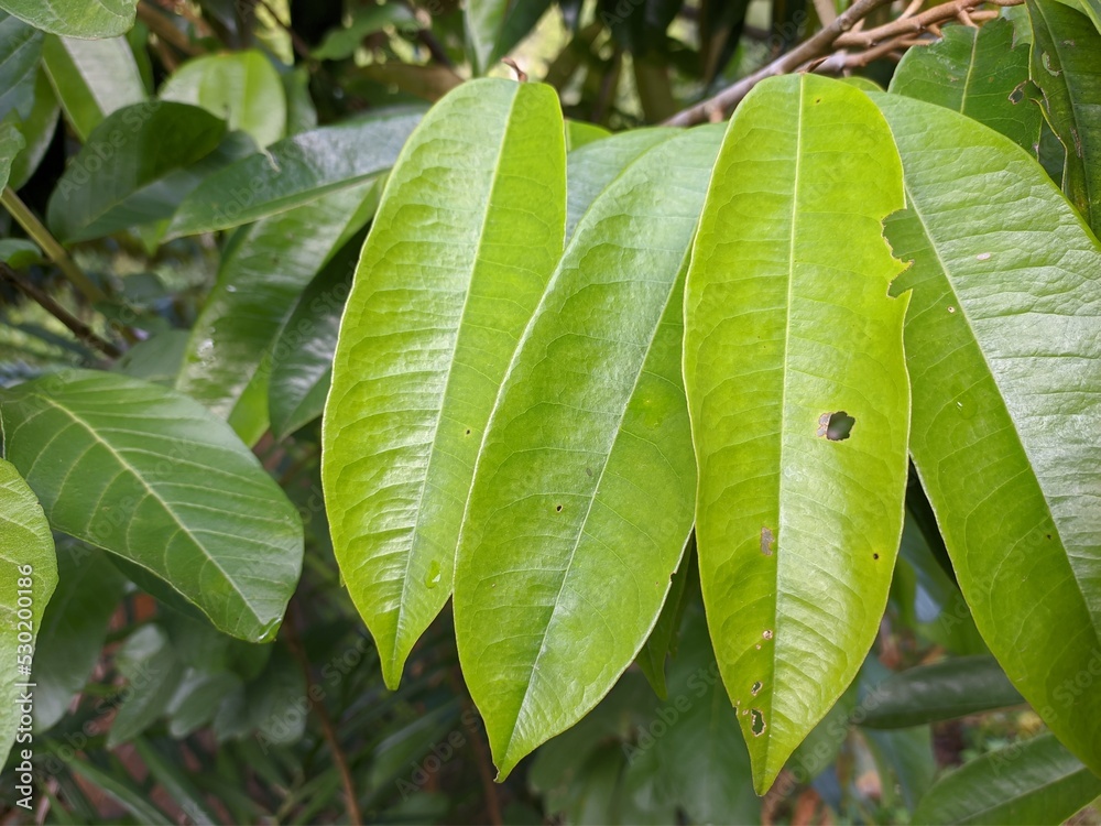 Durian Tree Leaf