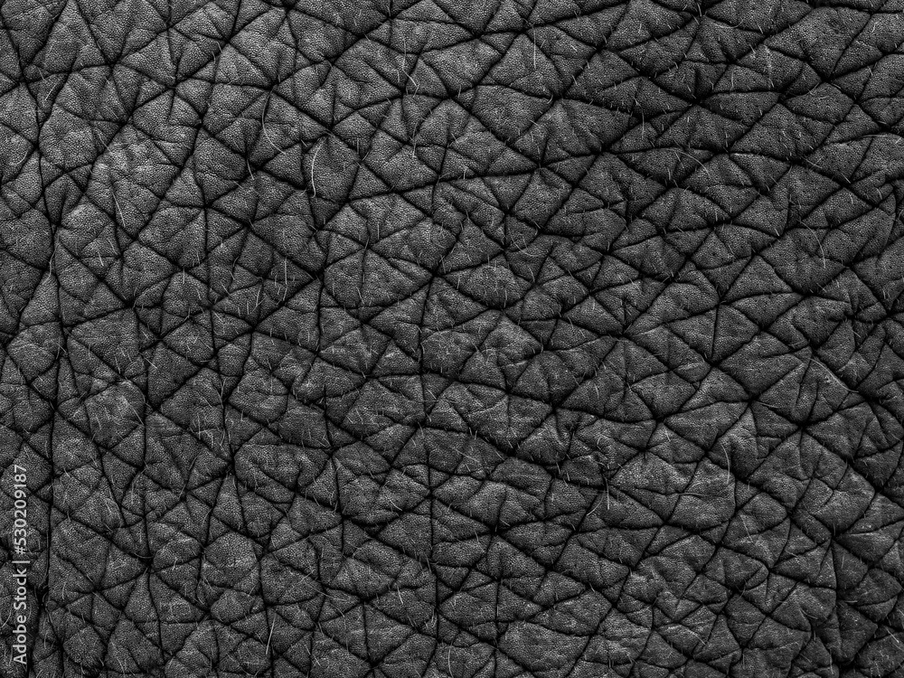 Elephant skin texture abstract background, Asian elephants skin texture ...