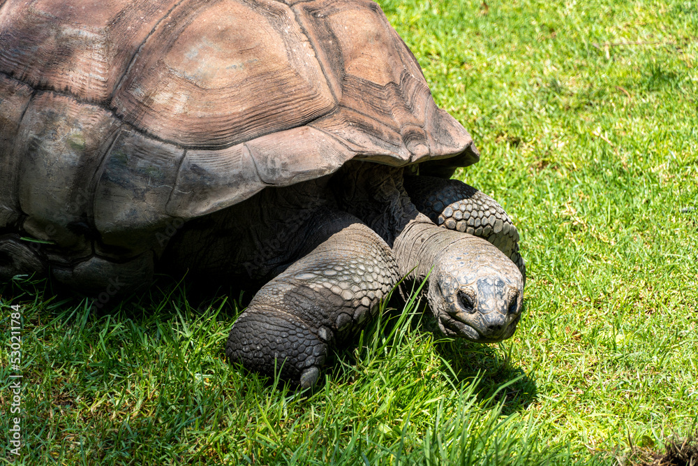 giant tortoise, Aldabrachelys gigantea, foraging for food in the field ...