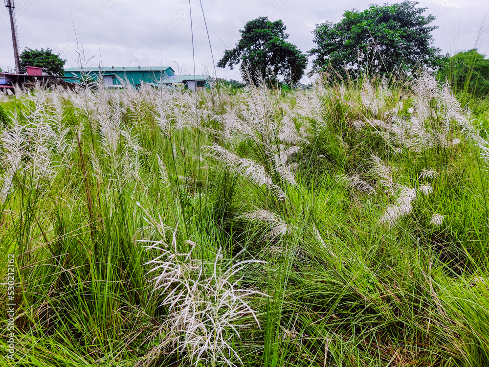 Kans grass , Saccharum spontaneum in the wind nature background. Durga ...