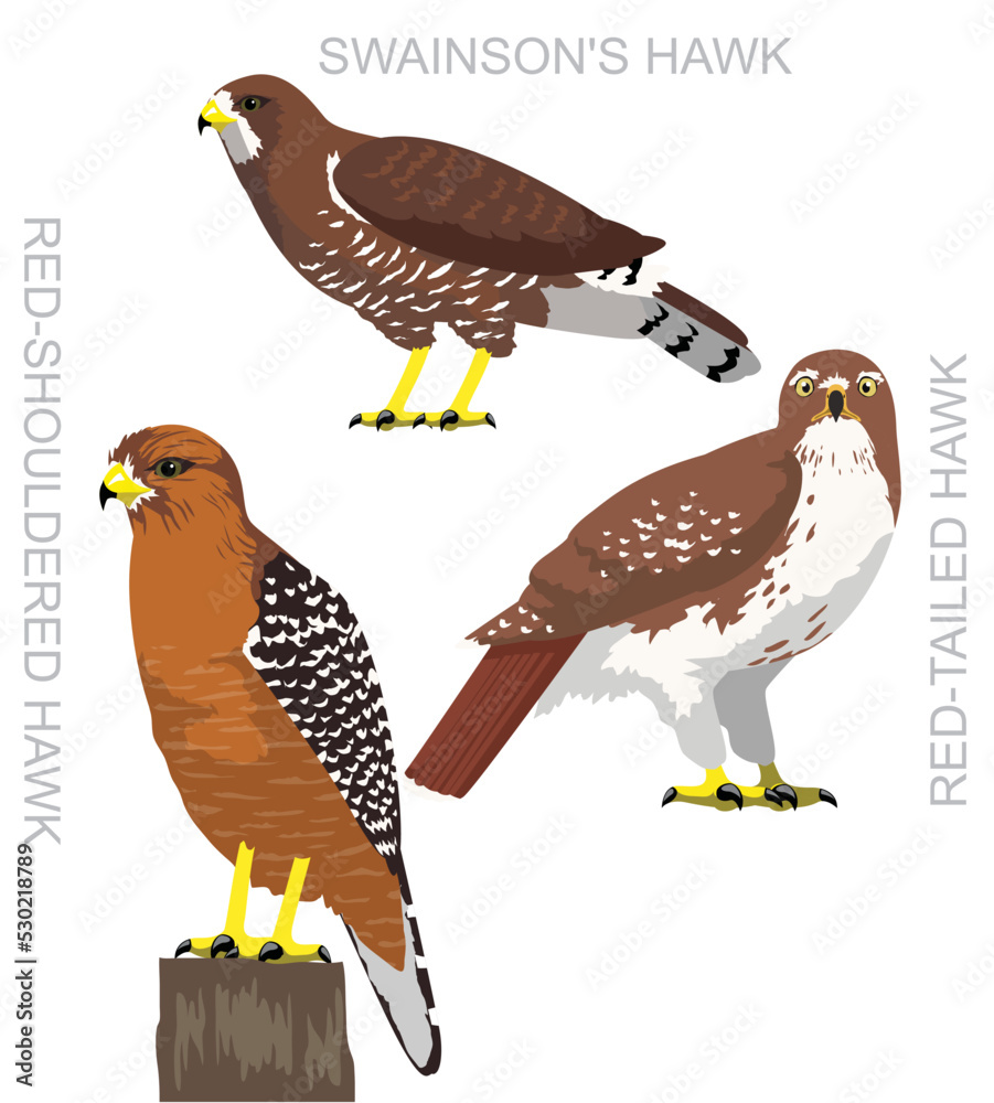 Red Tailed Hawk Clipart