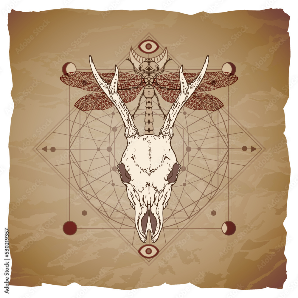 Vector illustration with hand drawn roe deer skull, dragonfly and ...