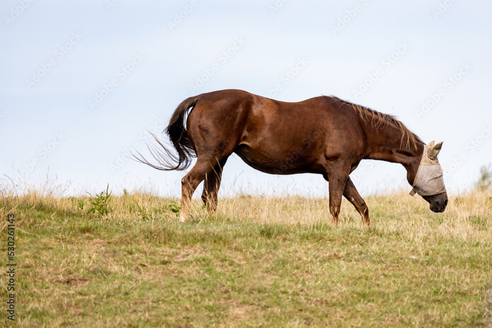 Pferd Stock Photo | Adobe Stock