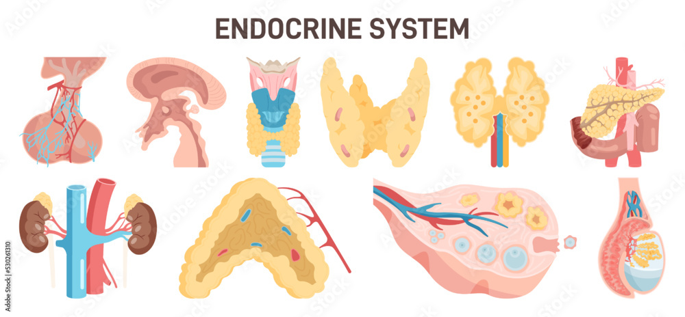 Poster Endocrine system organs and glands – Wall Art | UkPosters