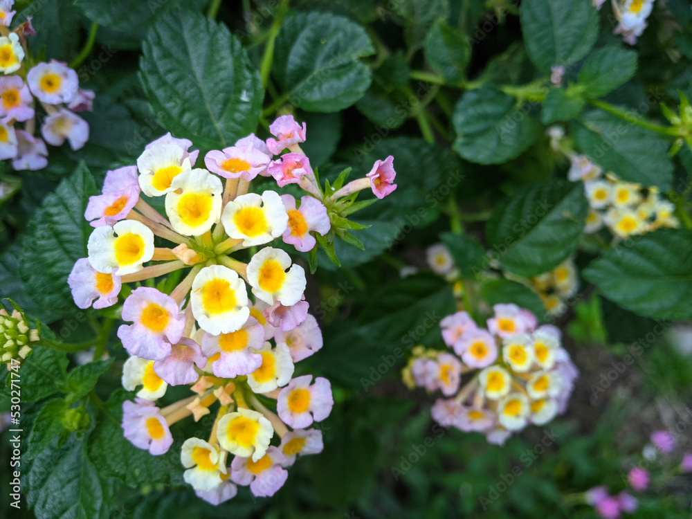 Foto de Lantana camara (common lantana) is a species of flowering plant ...