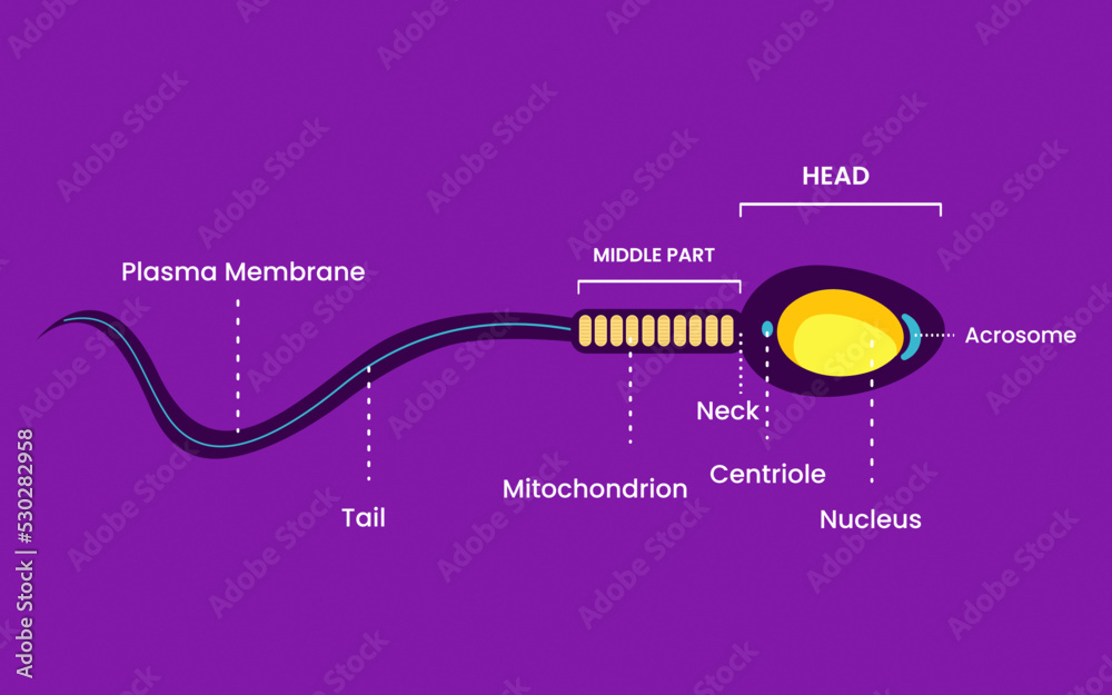 Diagram showing human sperm. Anatomy structure of spermatozoon. Medical ...