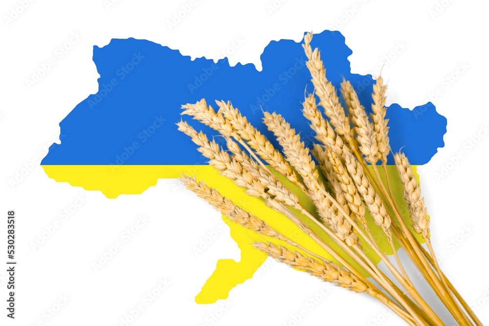 Political map of Ukraine with grain of wheat on the background ...
