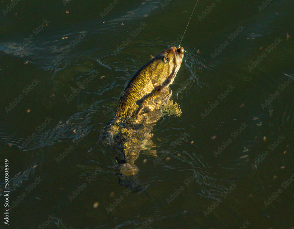 smallmouth bass fighting on the water surface Stock Photo | Adobe Stock