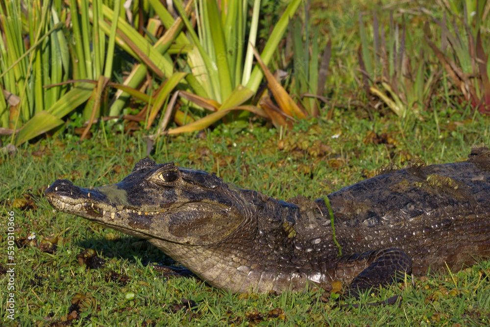 Small caiman - Caimaninae - lying between green grass. Location: Iberá ...