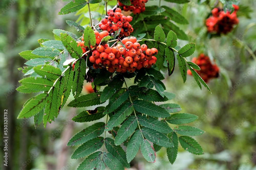 Reife Vogelbeeren - Die Reife der Vogelbeeren an den Ebereschen im ...