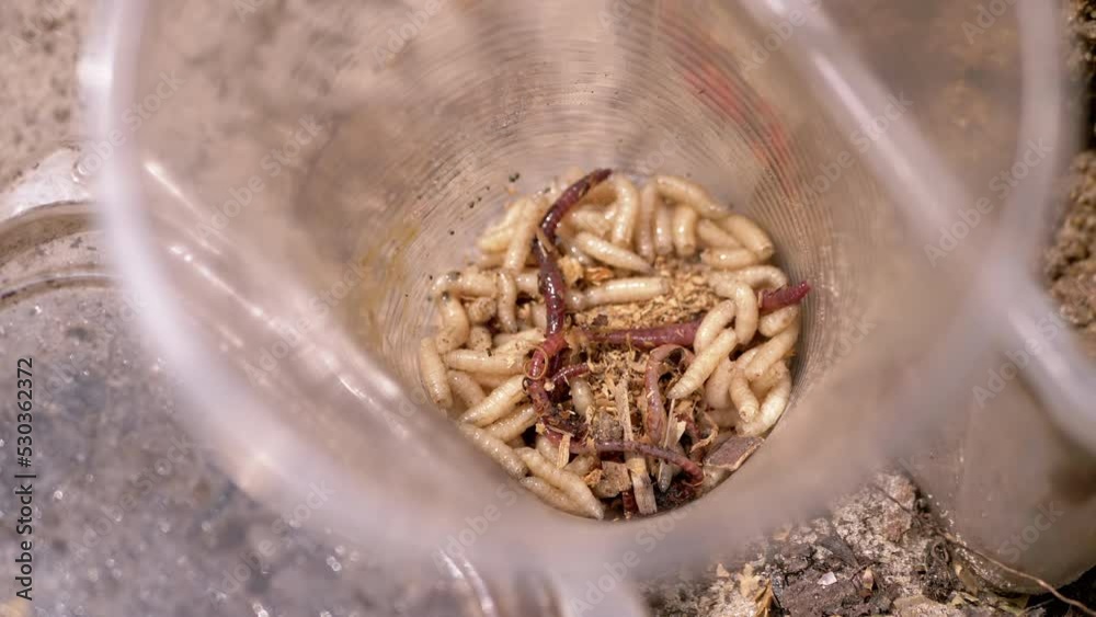 Group of Larvae of White Worms Crawls in a Plastic Cup in the Rays of Sunlight. Army of larvae ...