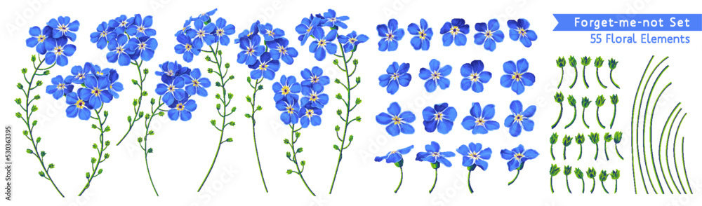 Vector set Forget-me-not flowers. Realistic, hand-drawn, detailed ...