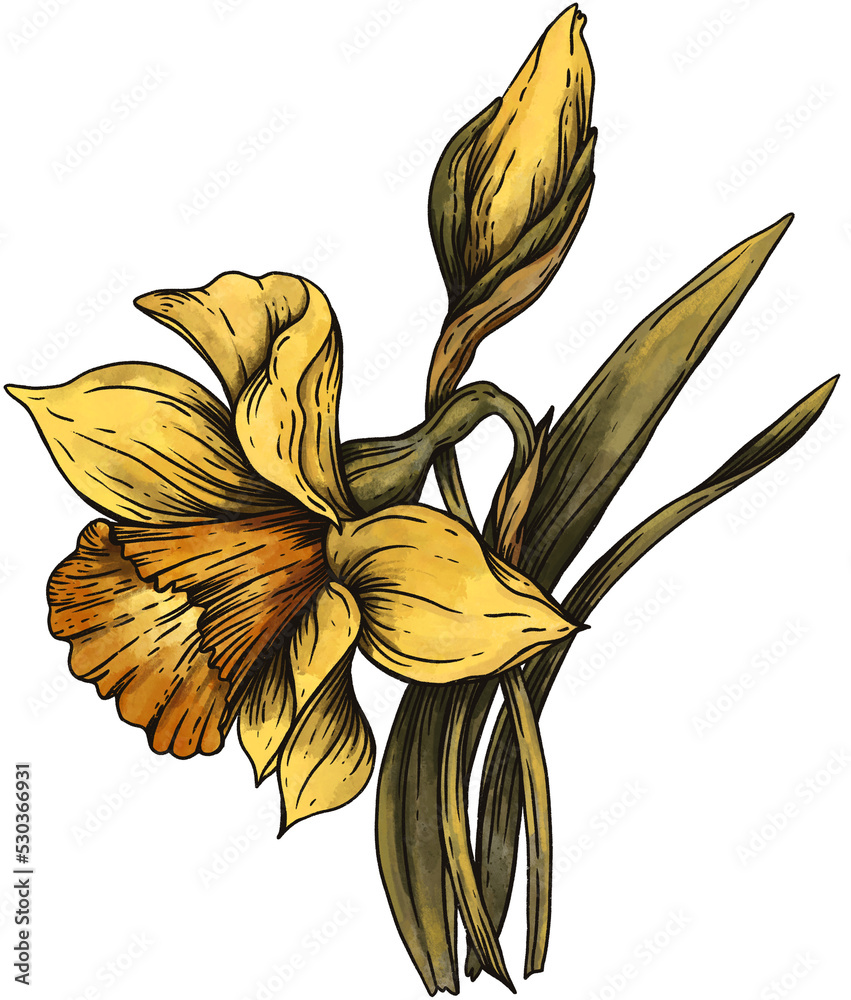 Vintage Hand drawn birth month flowers, Daffodil flower, March magic ...