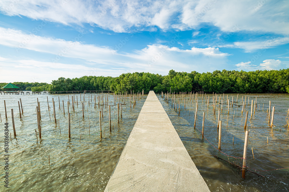 Mangrove forest and coast,Mangrove Tree of Mangrove Forest. Seedlings ...