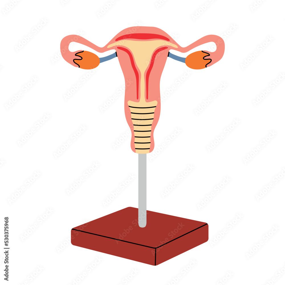 Anatomy of the female reproductive system, in flat line style on a ...