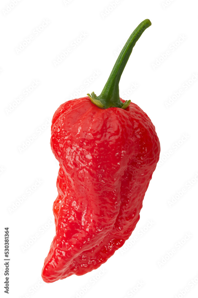 Naga Viper pepper isolated. Extremely hot capsicum chinense x c ...