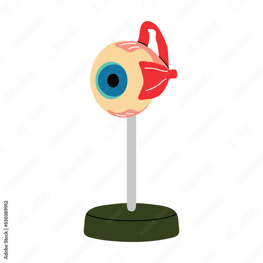 Anatomy of the eye in flat vector line style. Model of human organ on ...