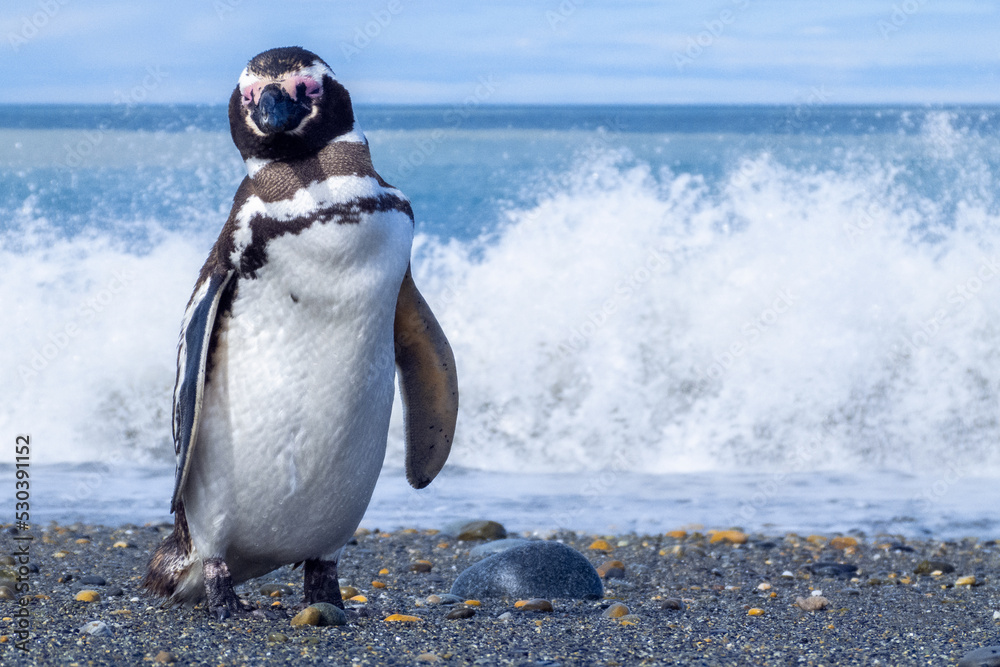 patagonian penguin in focus with the waves breaking out of focus ...