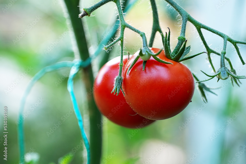 Tomaten, Frucht, Tomatenpflanze, Hochbeet Lebensmittel, Garten Bio ...
