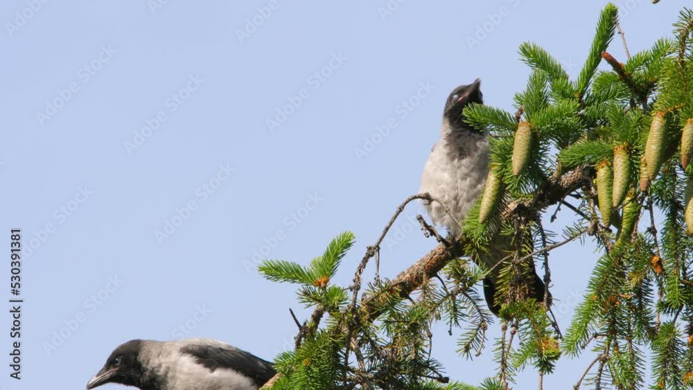 Crow birds sit on a tree branch and look around. Wild bird living in ...