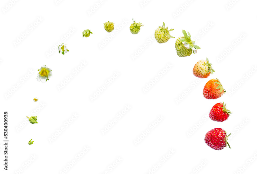 Strawberry growth on white, life of strawberry, Plant growth stages ...