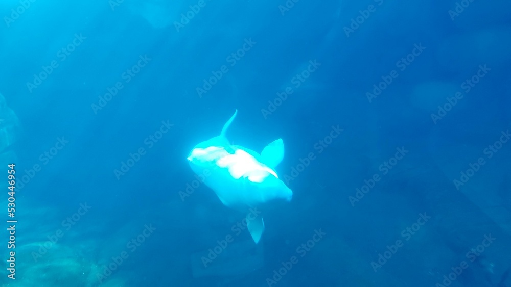 Water Fin Fluid Underwater Underwater diving Marine biology Stock Photo ...