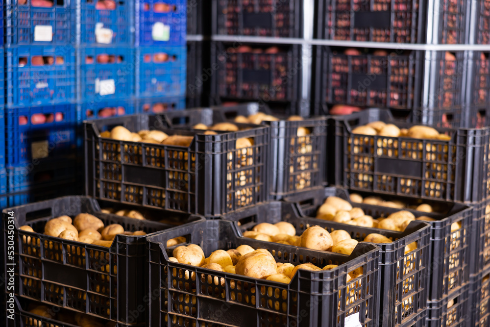 Stacks of plastic boxes with harvested young potatoes in warehouse of ...