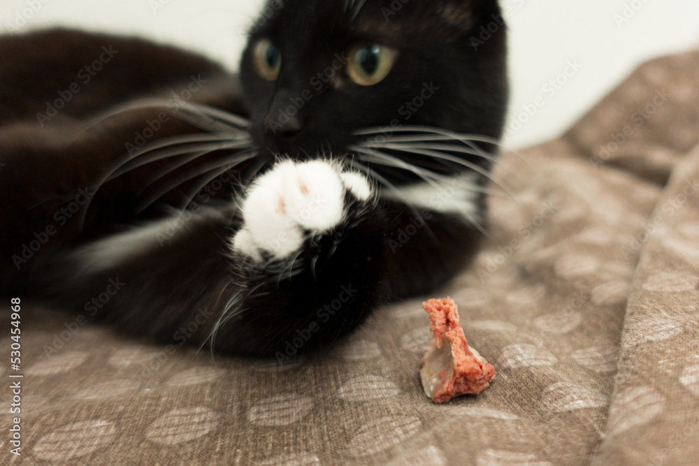 Cat put a bone on a bed and lying near it. Head. Life. One. Tasteful ...