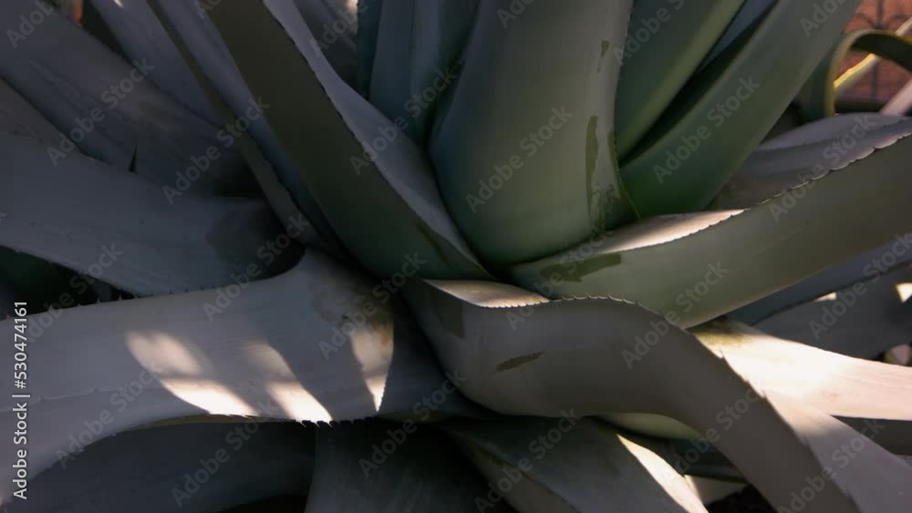 Huge agave plant rosette texture close up. Succulent plant growing in ...