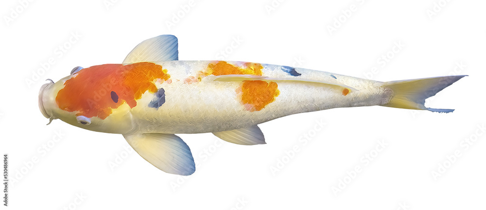 Cutout of an isolated Japanese koi fish swimming in the water with the ...