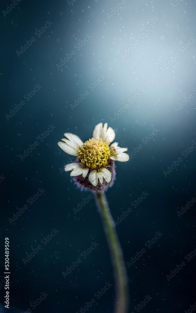 Tridax Daisy flower . flower of tridax blooming. tridax plant in blue ...