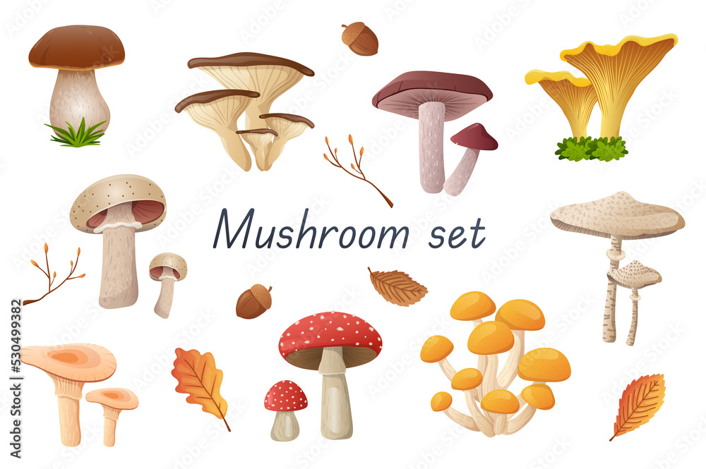 Mushrooms 3d realistic set. Bundle of cep, russula, golden chanterelle ...
