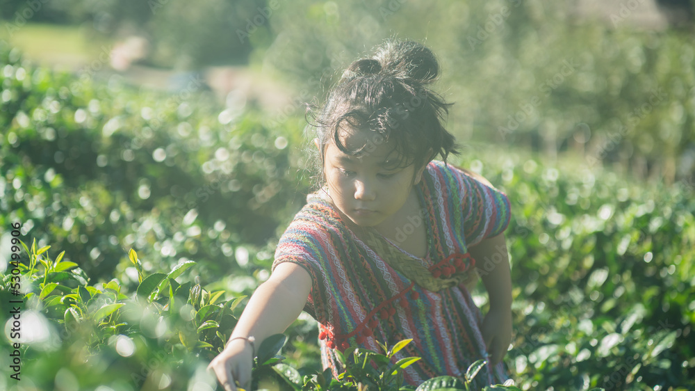 girl harvesting tea leaves.Tourists are happy on the landscape, where ...